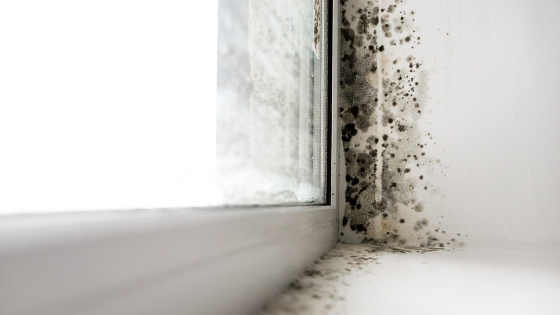 How to Keep Mold From Coming Back | Tureks Plumbing